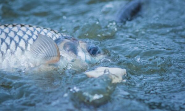 Chillers & Heat Pumps A Game-Changer for Indoor Fish Farming